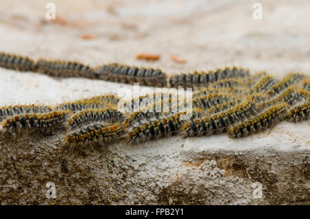 caterpillars Pine Procession Moth Thaumetopoea pityocampa Spain Stock ...