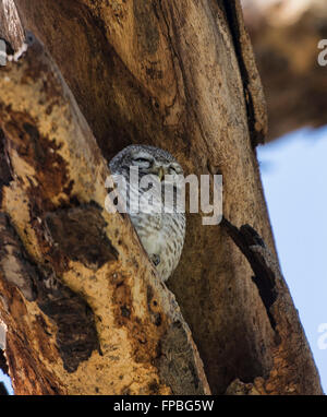 Baby owl in a tree, Bagan, Myanmar Stock Photo - Alamy