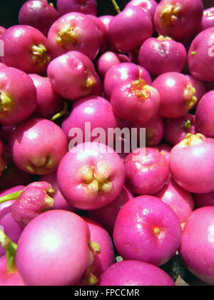 Pink fruit of Australian native Lilly Pilly (Syzygium australe) tree ...
