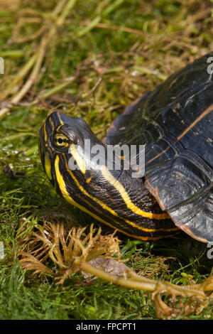 Painted Turtle Head close up looking upward showing detail Stock Photo ...