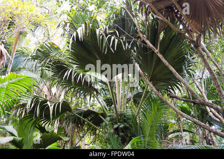 Coco de Mer palm trees in forest, Vallee de Mai, Praslin National Stock ...