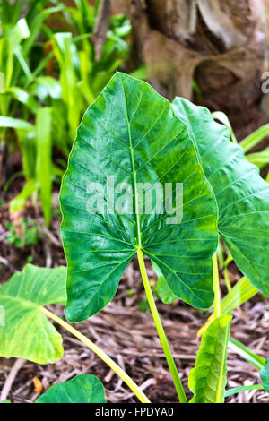 Waxy leaves of tropical vegetation in rainforest on Fiji Stock Photo ...