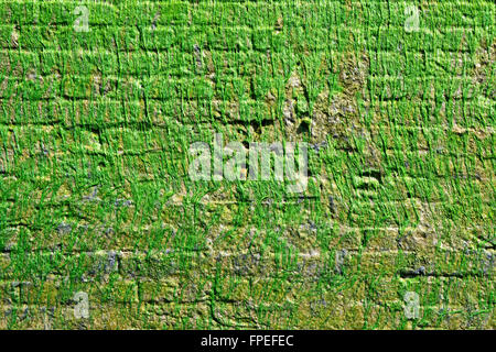 A brick wall with algae Stock Photo - Alamy