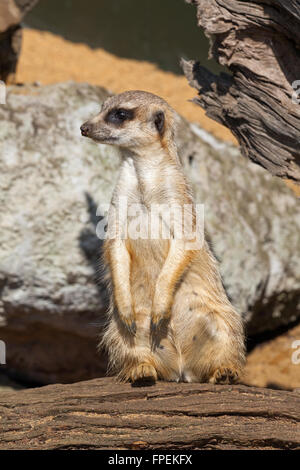 Meerkat (Suricata suricatta) sentry sitting on a pole watching for ...