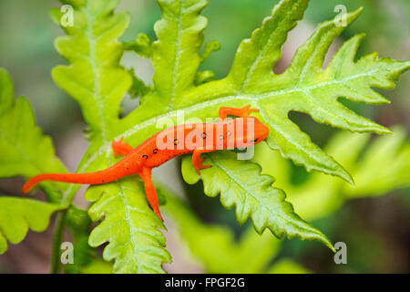 Juvenile eastern newt (red eft) - Notopthalmus viridescens Stock Photo ...