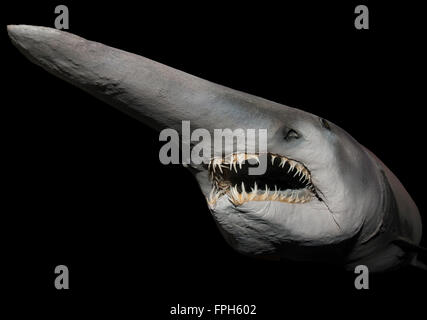 Goblin Shark (Mitsukurina owstoni Stock Photo - Alamy