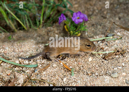 Hispid Cotton Rat (Sigmodon hispidus) - Camp Lula Sams - Brownsville ...