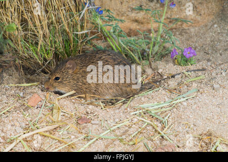 Hispid Cotton Rat Sigmodon hispidus Phoenix Pinal County Arizona Stock ...