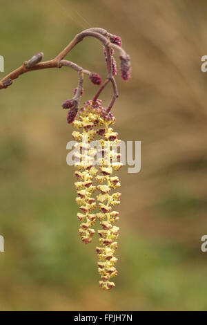 close up photograph of catkins, male flowers of Hazel, Corylus avellana ...