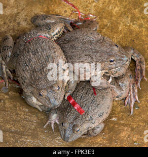 Chinese edible frog, East Asian bullfrog, or Taiwanese frog ...