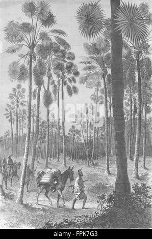 'Forest of Fan-Leaved Palms; Journey from the Senegal to the Niger ...