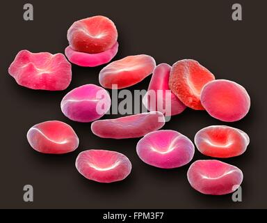 Red blood cells. Coloured scanning electron micrograph (SEM) of a ...