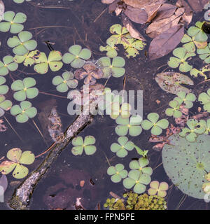 Marsilea quadrifolia, Water Shamrock, aquatic ferns of the water clover ...