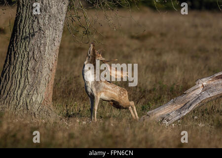 Buck fallow deer at Petworth Park Stock Photo - Alamy