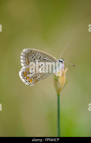 Butterfly in the caucasus, near Tatev, Armenia Stock Photo - Alamy