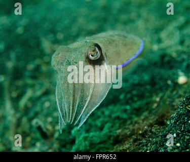 Cuttlefish, Sepia esculenta, Sulawesi Indonesia Stock Photo - Alamy