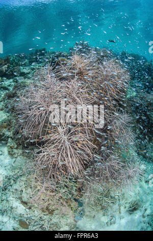 a group of fish swimming around coral reef at the Great Barrier Reef ...