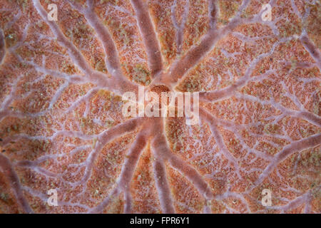 Detail of an encrusting sponge growing on a coral reef in Komodo ...