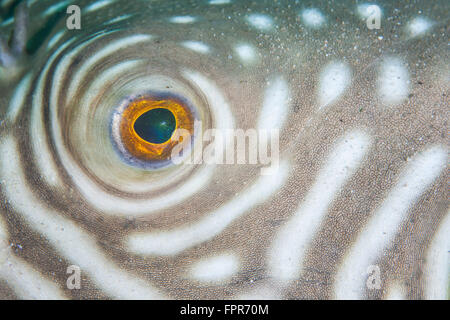 Reticulated pufferfish (Arothron reticularis) in Japan Stock Photo - Alamy