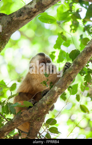 Azaras's Capuchin or Hooded Capuchin, Sapajus Cay, Simia Apella or ...