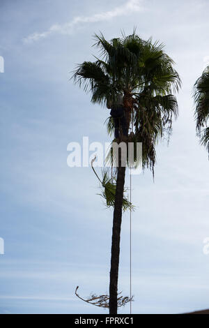 Worker pruning a palm tree with a tree saw Stock Photo - Alamy