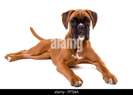 A young and beautiful boxer puppy, isolated over white background Stock ...
