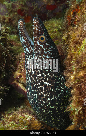 spotted moray bonaire Stock Photo - Alamy