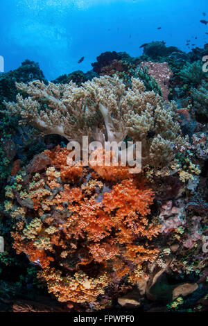Corals compete for space to grow on a biodiverse reef in Raja Ampat ...