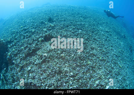 The effects of reef bombing by dynamite fishermen - all coral destroyed ...