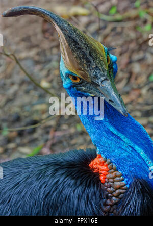 a close up photo of a cassowary front view with sky background Stock ...