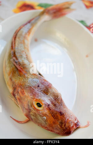 Fresh fish, gurnard Stock Photo - Alamy