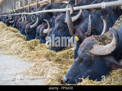 Buffalo farm, Cilento, italy Stock Photo - Alamy