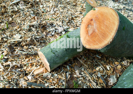fresh cut tree logs on field - sawn timber wood Stock Photo: 66641258 ...