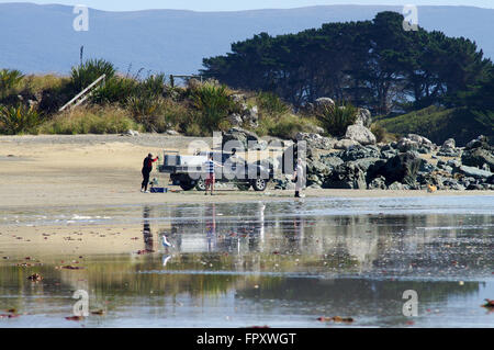 Flounder catching in Riverton, New Zealand Stock Photo - Alamy