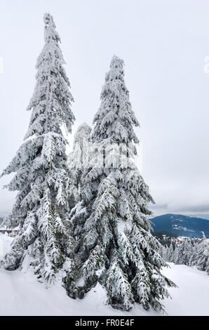 Icy snowy fir trees on winter hill Stock Photo - Alamy