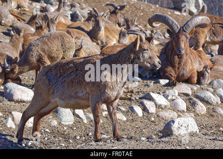 Daghestan tur animal . Capra cylindricornis . East Caucasian tur Stock ...