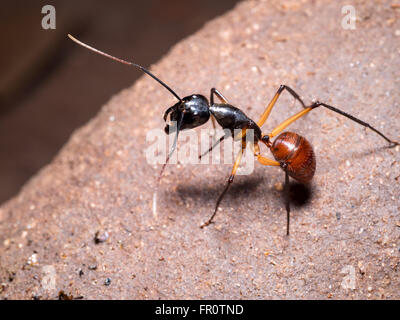 Giant Forest Ant, Camponotus gigas, Borneo Largest Species of ant on ...