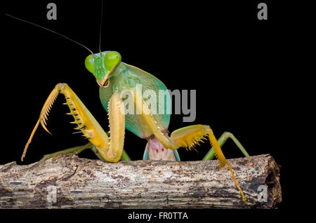 Giant Asian Green Praying Mantis (Hierodula membranacea) isolated on ...