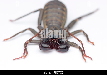 Front view of Asian Forest Scorpion isolated on white background Stock ...