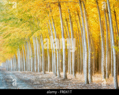 Pacific Albus (Poplar) tree farm, Boardman Tree Farm, Oregon Stock ...