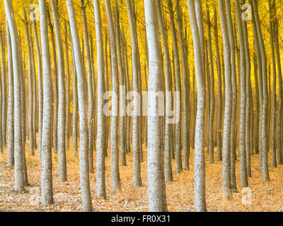 Pacific Albus (Poplar) tree farm, Boardman Tree Farm, Oregon Stock ...