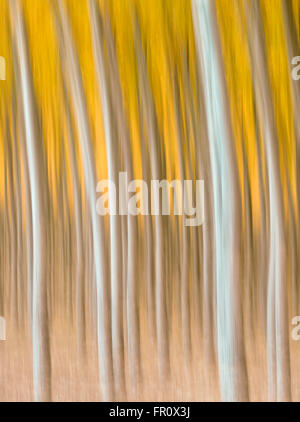 Pacific Albus (Poplar) tree farm, Boardman Tree Farm, Oregon Stock ...