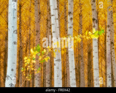 Pacific Albus (Poplar) tree farm, Boardman Tree Farm, Oregon Stock ...