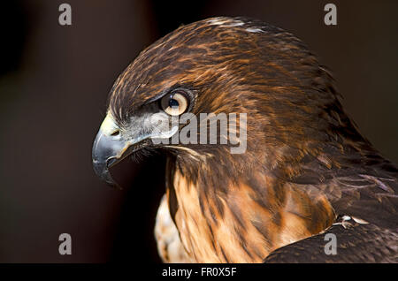 Hawk close up Stock Photo - Alamy