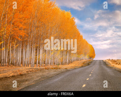 Pacific Albus (Poplar) tree farm, Boardman Tree Farm, Oregon Stock ...