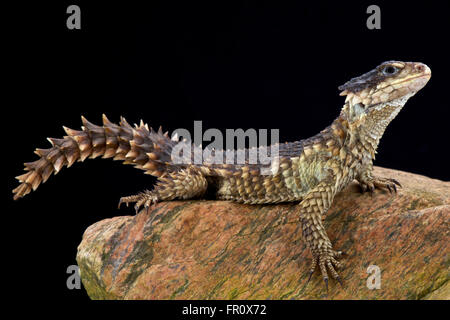 Sungazer, giant girdled lizard or giant dragon lizard or giant zonure ...