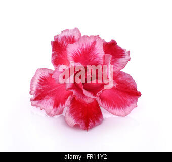 Single azalea flowers isolated on white background Stock Photo - Alamy