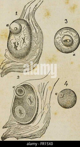 'The Male Generative Organs in Health and Disease' is a comprehensive ...