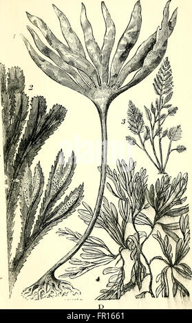 *The Common Objects of the Sea Shore - Including Hints for an Aquarium ...