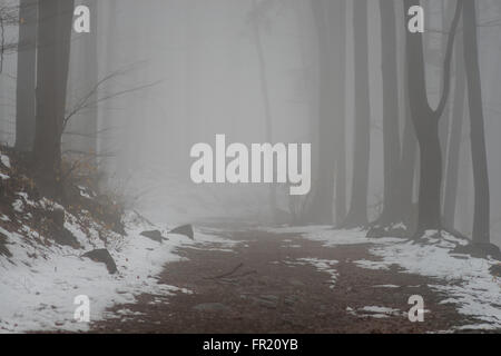 Forest path in the mist at thaw Sleza Mount Landscaped Park Stock Photo ...